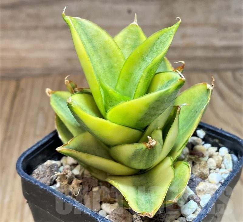 SH23999 Sansevieria ‘Pagoda’ hybrid f. variegata – Cactus-online