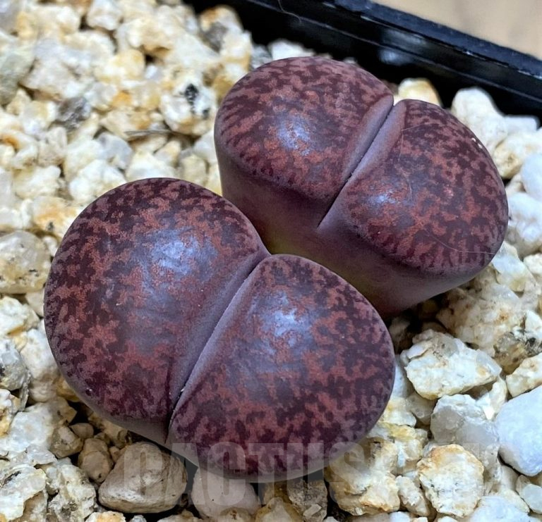 SH25427 Lithops lesliei ‘Fred’s Redhead’ – Cactus-online