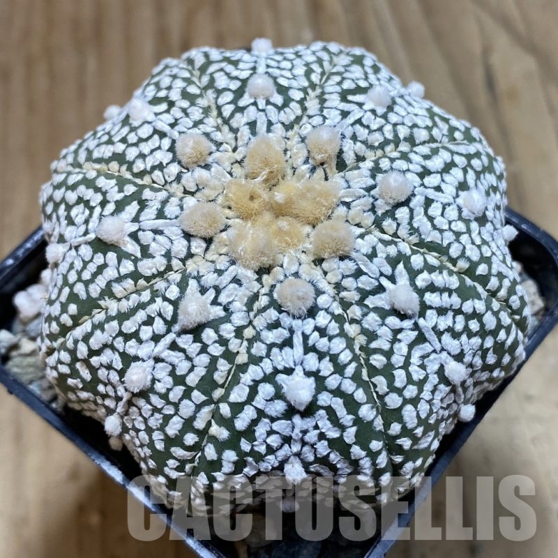 SH23867 Astrophytum asterias ‘Super Kabuto’ V-type ‘Star Shape ...