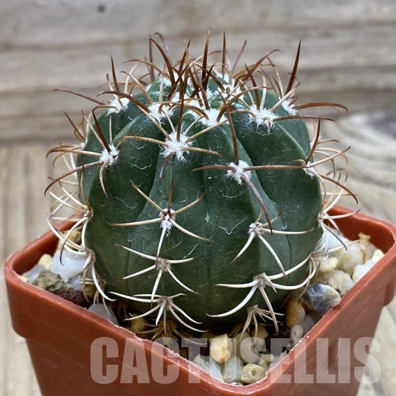 SH24526 Melocactus matanzanus – Cactus-online