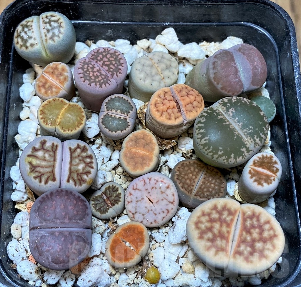 SH25659 Lithops mix – Cactus-online