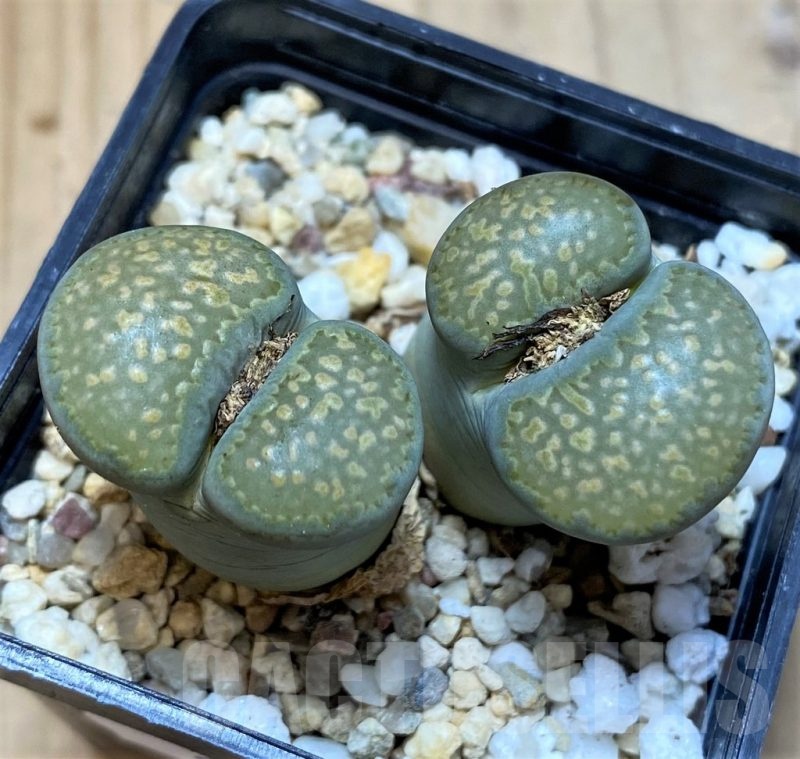 SH25790 Lithops salicola x hookeri ‘Annarosa’ – Cactus-online