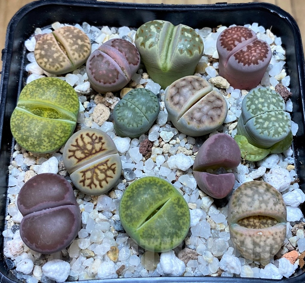 SH25796 Lithops mix – Cactus-online