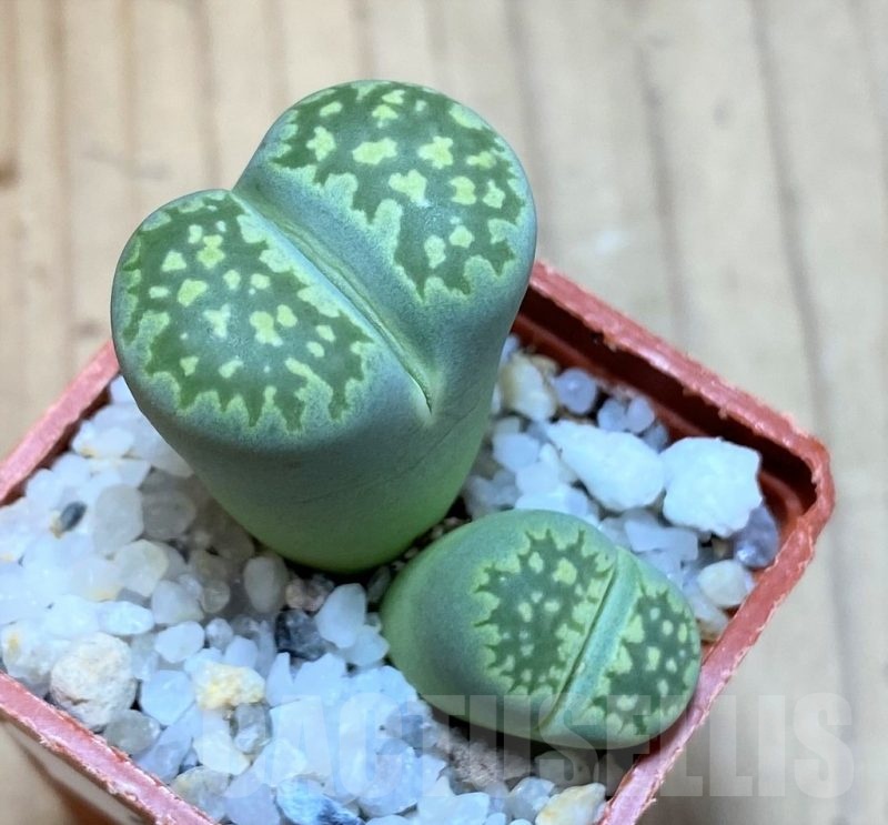 SH25746 Lithops salicola ‘Super Mac’ green form – Cactus-online