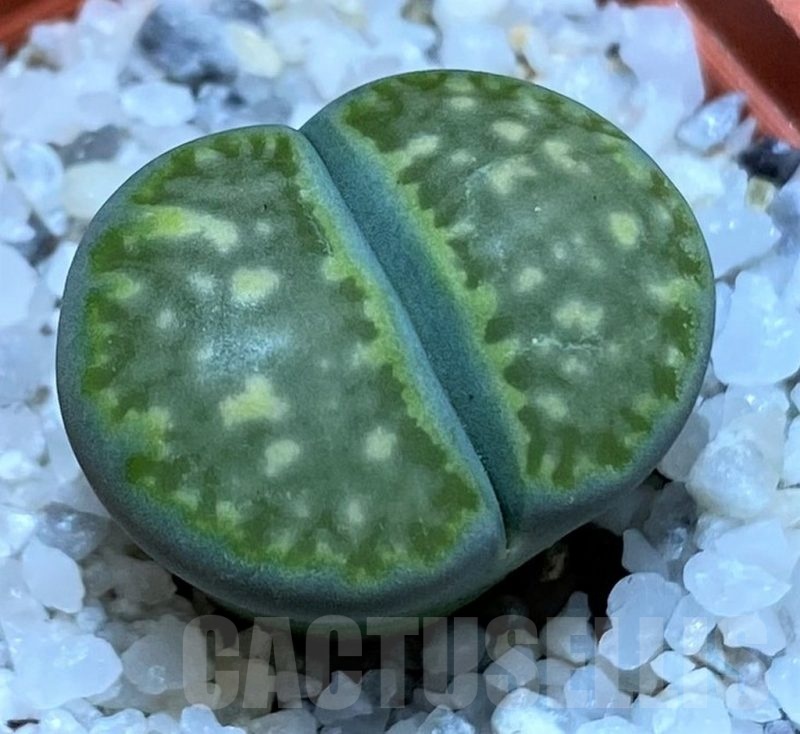 SH25748 Lithops salicola ‘Super Mac’ green form – Cactus-online
