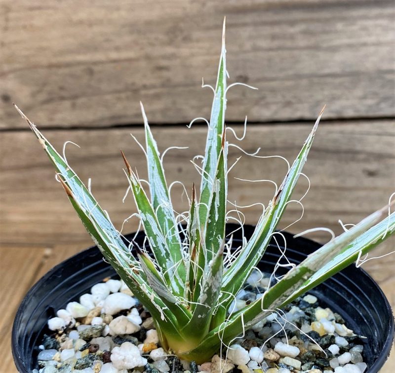 SH26055 Agave toumeyana v. bella – Cactus-online