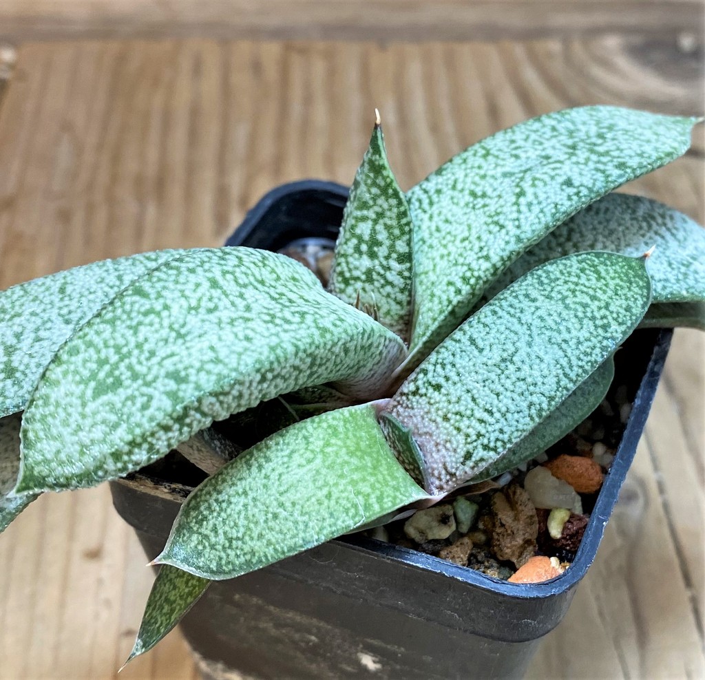 SH26043 Gasteria glauca hybrid – Cactus-online