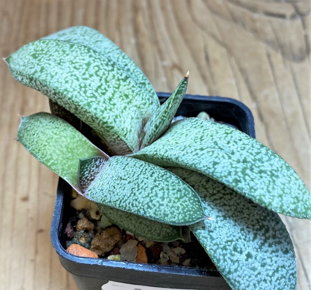 SH26043 Gasteria glauca hybrid – Cactus-online