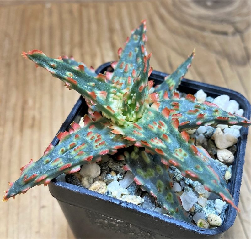 SH26173 Aloe TCT hybrid – Cactus-online