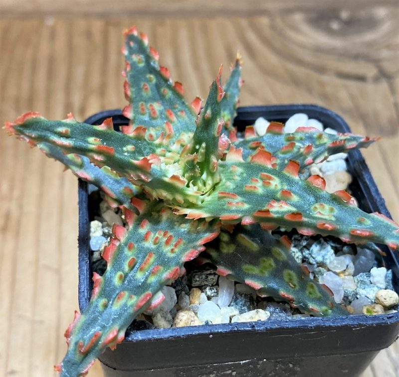 SH26173 Aloe TCT hybrid – Cactus-online