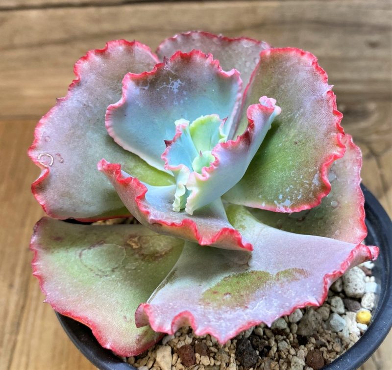 SH26015 Echeveria ‘Crinoline’ – Cactus-online