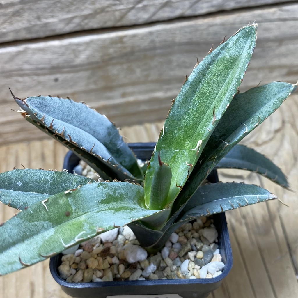 SH26206 Agave titanota ‘Black and Blue’, 2 plants – Cactus-online