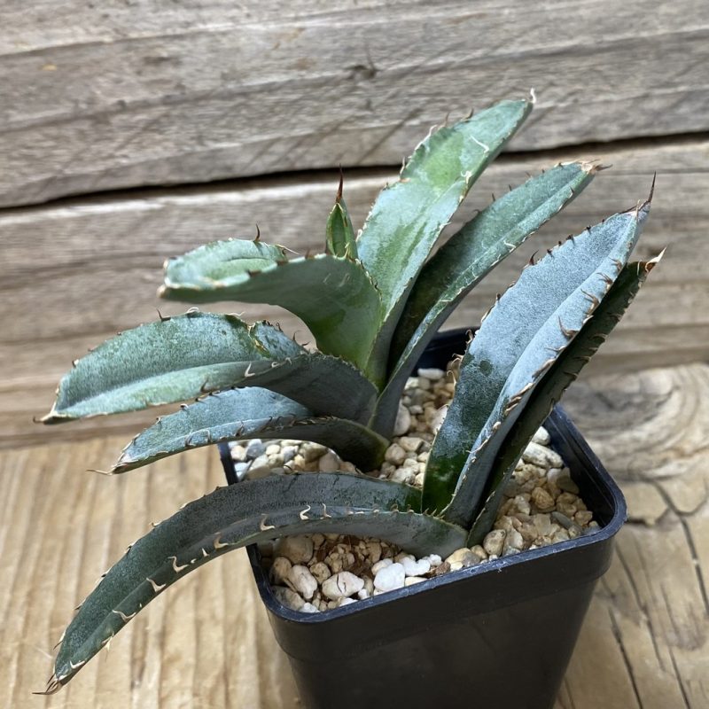 SH26206 Agave titanota ‘Black and Blue’, 2 plants – Cactus-online