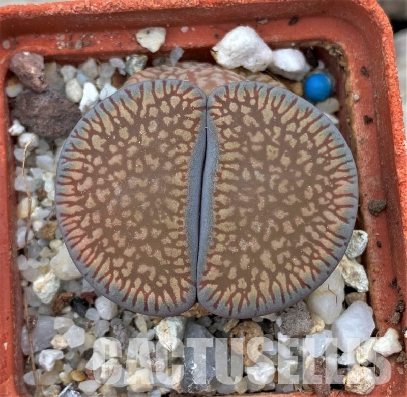 LOT64 20 SEEDS Lithops aucampiae ‘Red Danielskuil’, Harvest 2024 ...