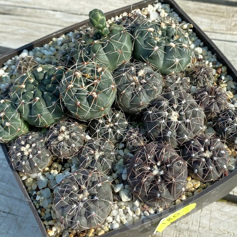 SET180 Gymnocalycium andreae x baldianum + Gymnocalycium taningaense ...