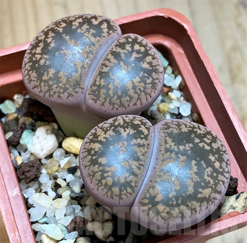 SH10680 Lithops aucampiae ‘Kuruman form’ C73 – Cactus-online