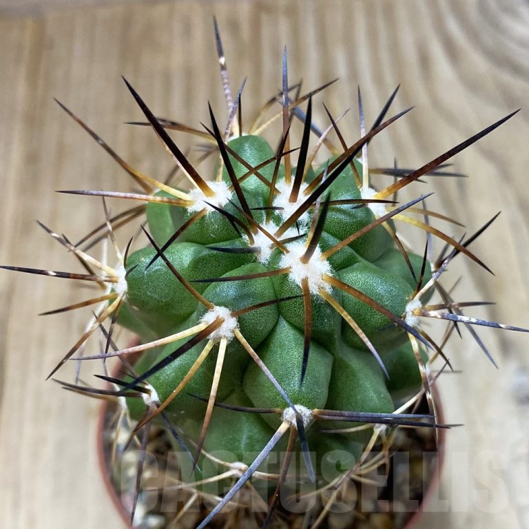 SH1126 Copiapoa coquimbana GCG 15005b, grafted – Cactus-online