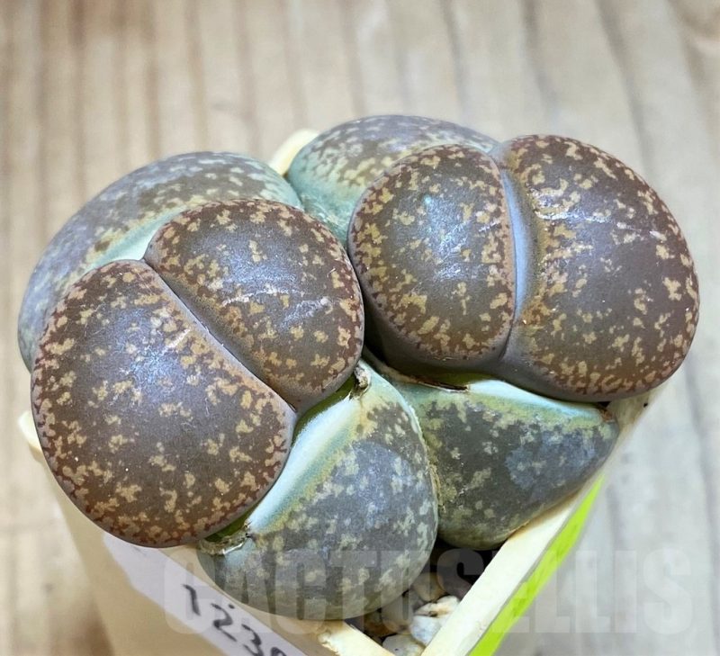 SH12304 Lithops aucampiae v. euniceae – Cactus-online