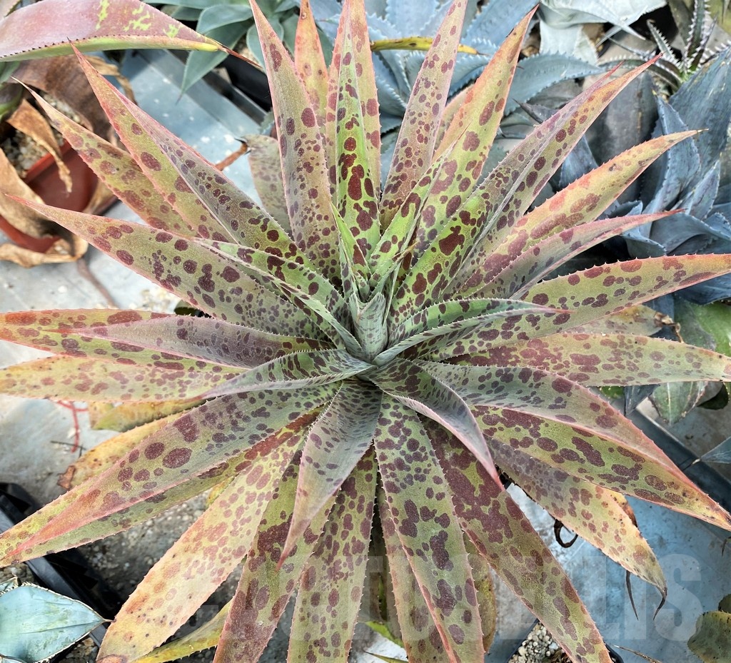 SH12821 Mangave ‘Pineapple Express’ – Cactus-online