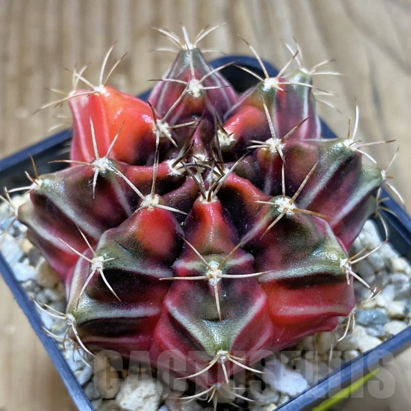 SH4902 Gymnocalycium mihanovichii f. variegata, seedling – Cactus-online