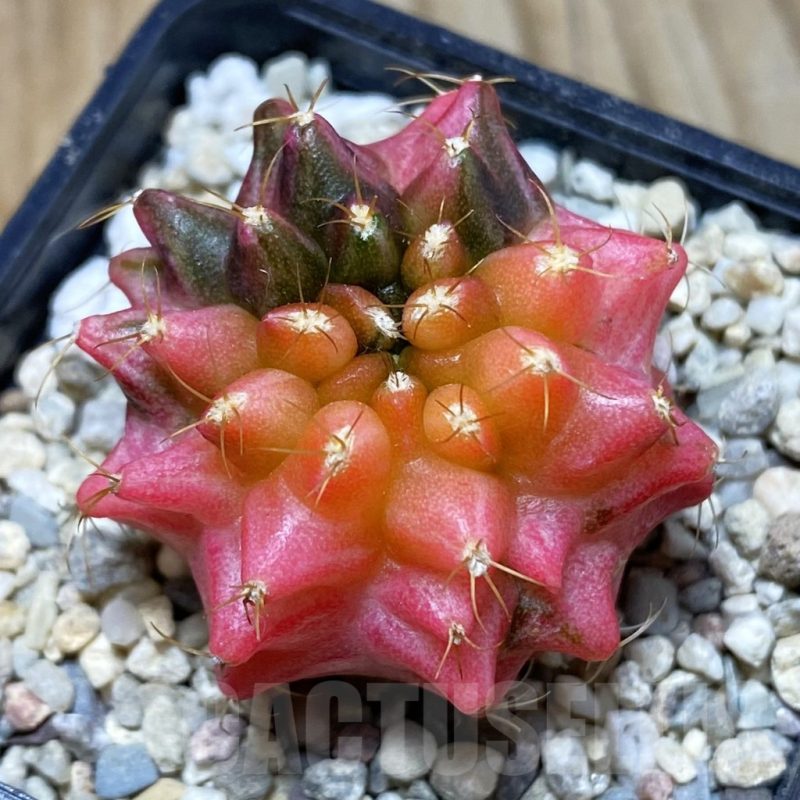 SH5024 Gymnocalycium mihanovichii ‘Transformer’ f. variegata hybrid ...
