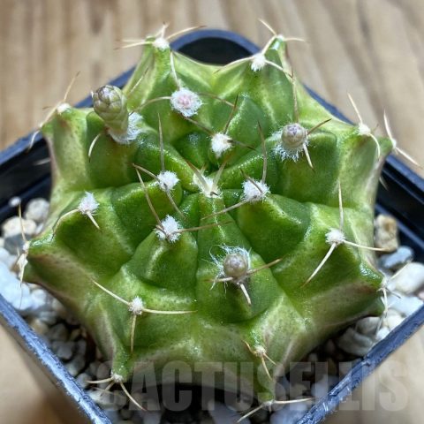 SH5691 Gymnocalycium mihanovichii ‘Neon’ hybrid, seedling – Cactus-online