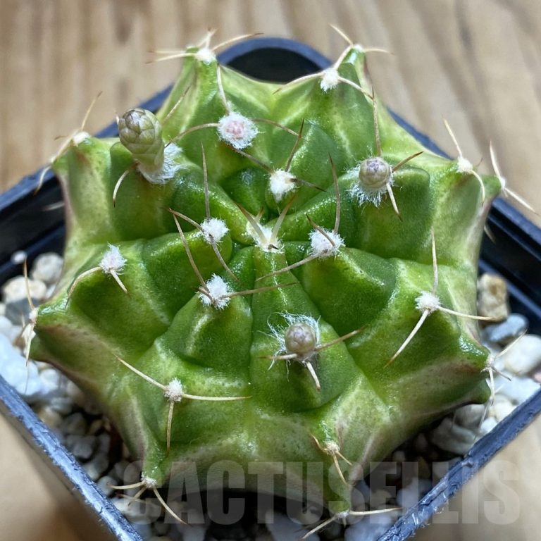 SH5691 Gymnocalycium mihanovichii ‘Neon’ hybrid, seedling – Cactus-online